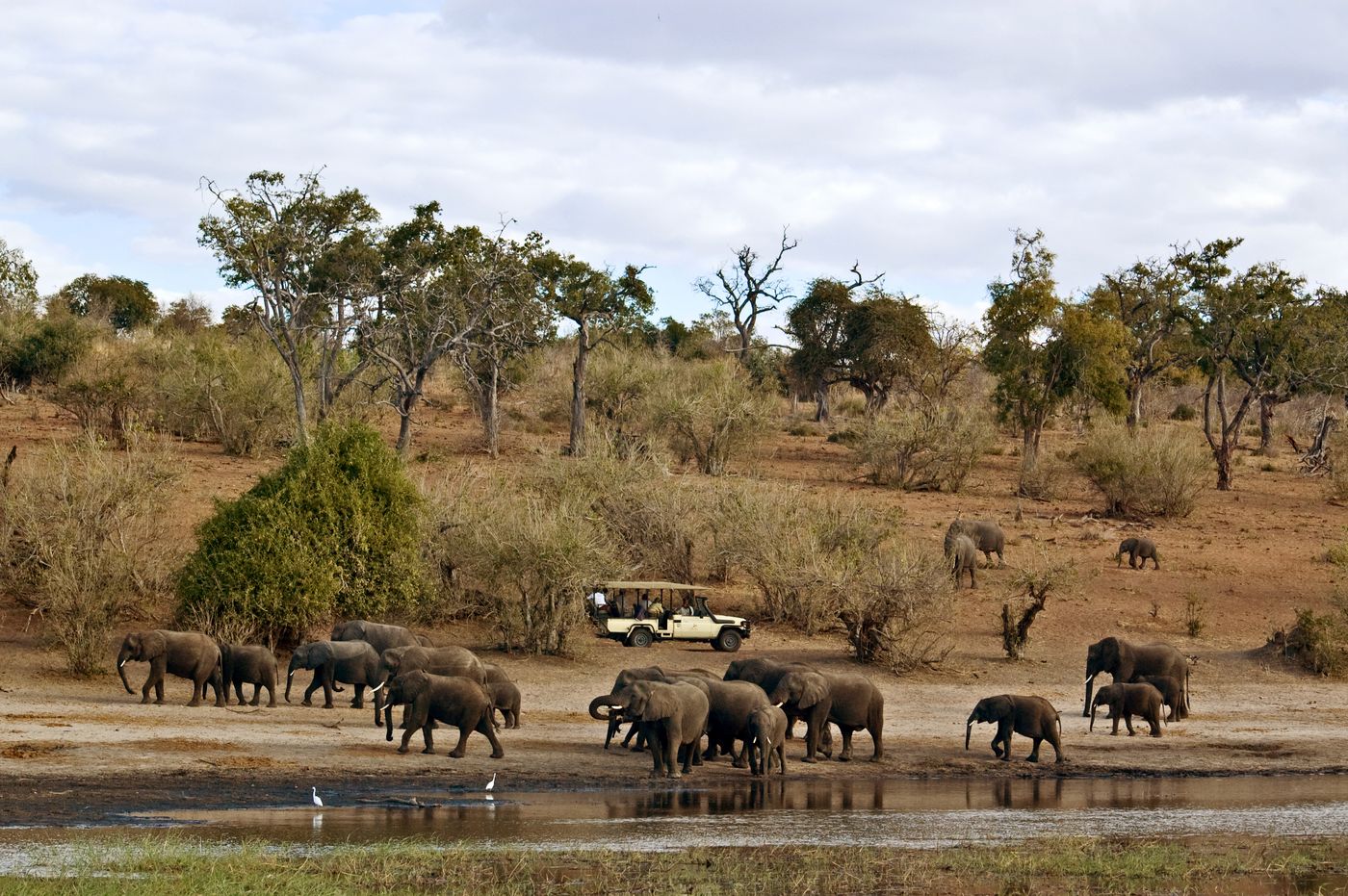 Botswanas elefanter i Chobe National Park