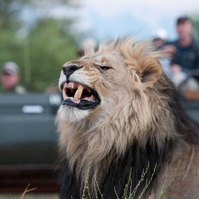 NYATI Safari Lodge | Luksusophold i Sydafrika **** - Nyati Safari